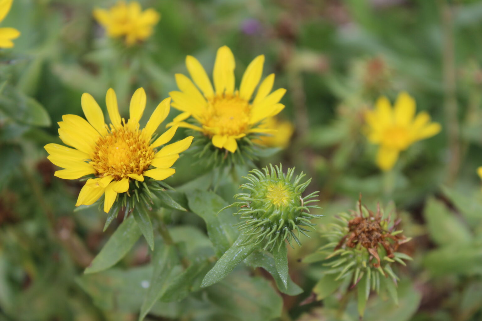 Grindelia Robusta 30, Q - Uses, Benefits & Side Effects